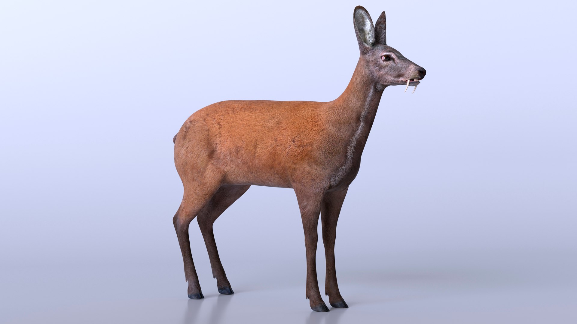 Moschus Moschiferus 3D model - TurboSquid 2181282