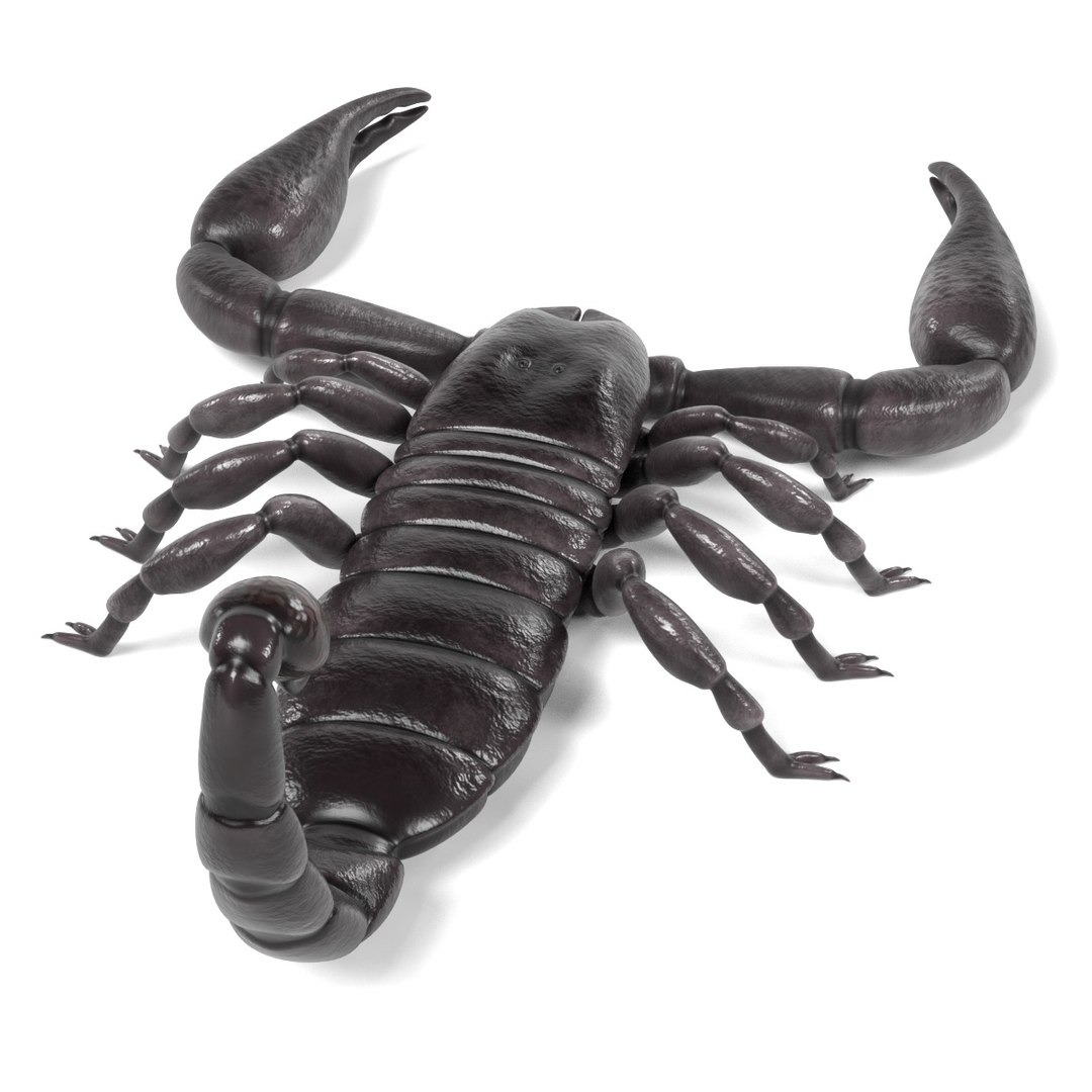 3ds Heterometrus Longimanus