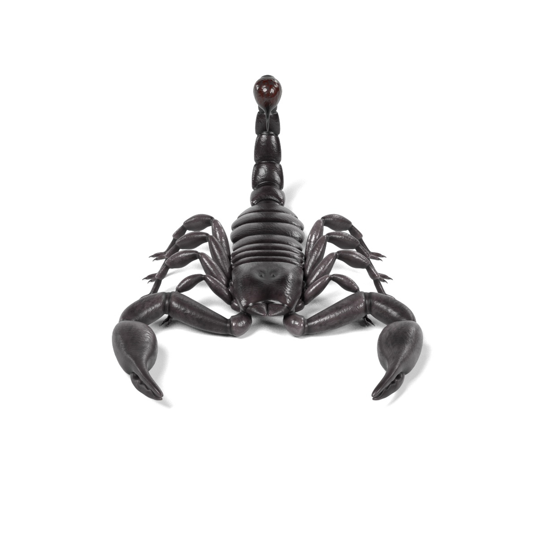 3ds Heterometrus Longimanus