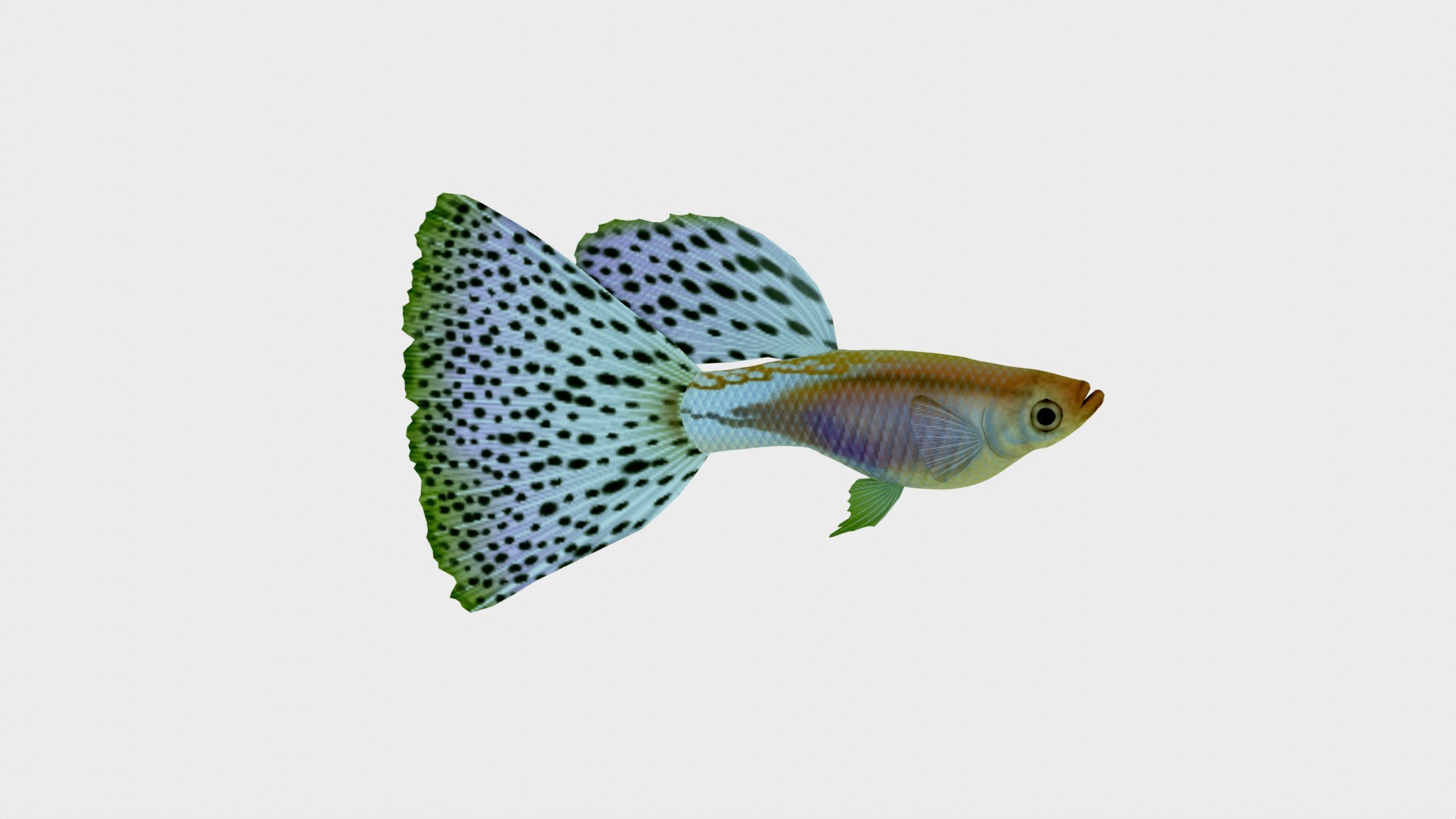 Hump Back Fish 3D Model Low Poly 3D Model - TurboSquid 2242583