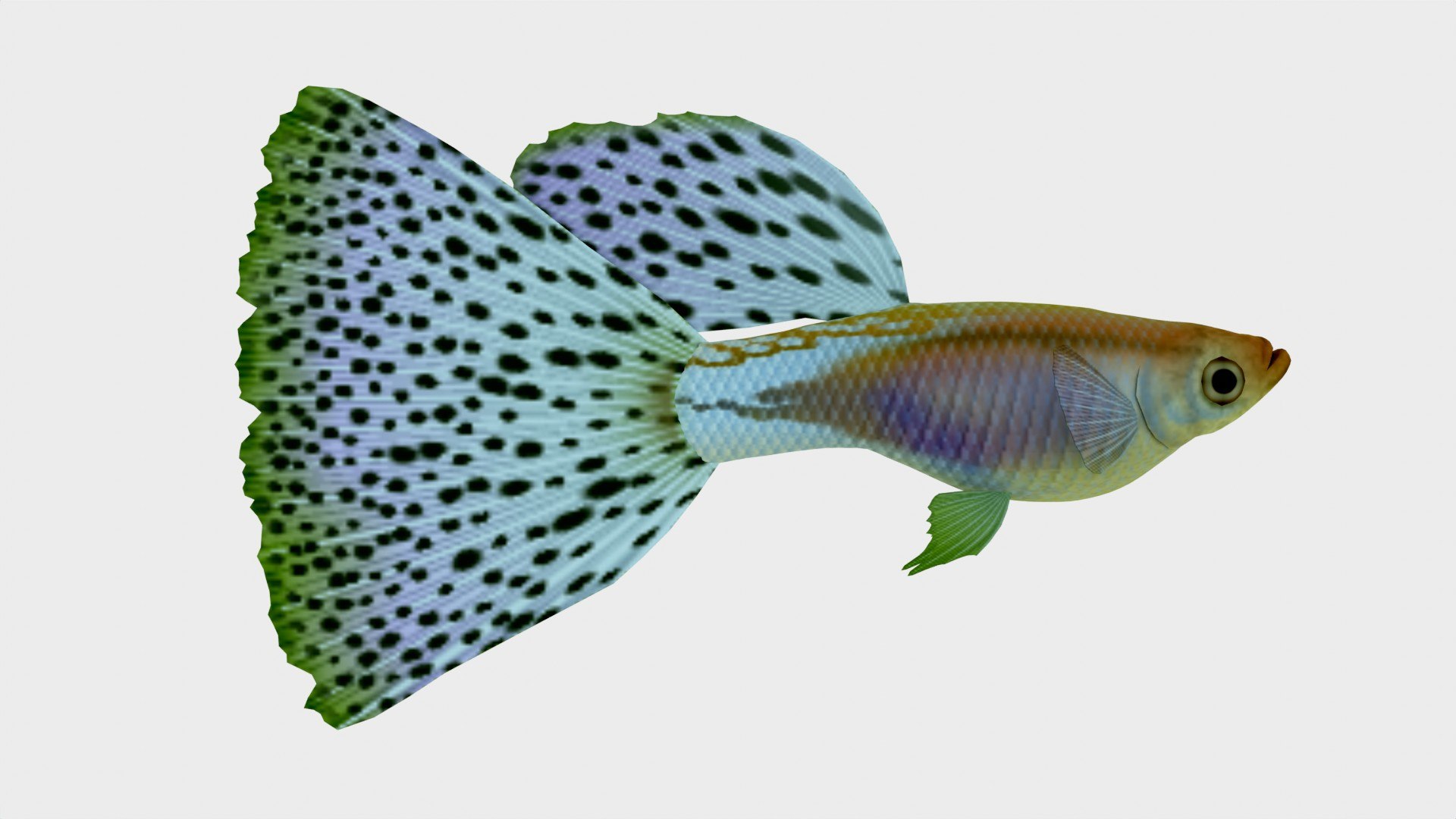 Hump Back Fish 3D Model Low Poly 3D Model - TurboSquid 2242583