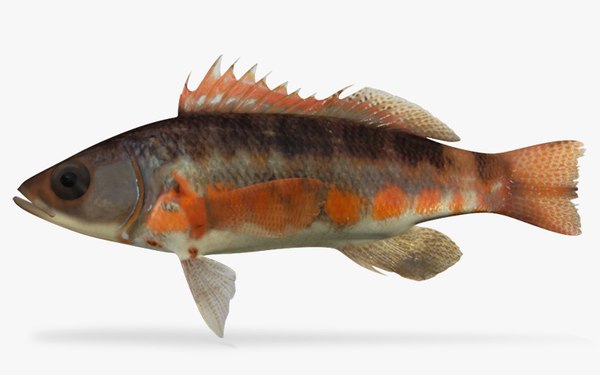 3d model barred serrano serranus psittacinus