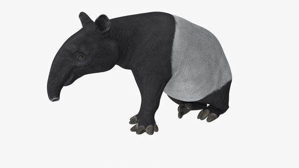 Tapir Sitting Pose 3D model - TurboSquid 1919758