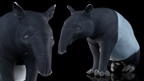 Tapir Sitting Pose 3D model - TurboSquid 1919758
