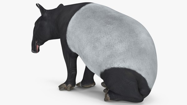 Tapir Sitting Pose 3D model - TurboSquid 1919758