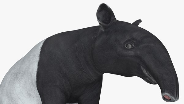 Tapir Sitting Pose 3D model - TurboSquid 1919758