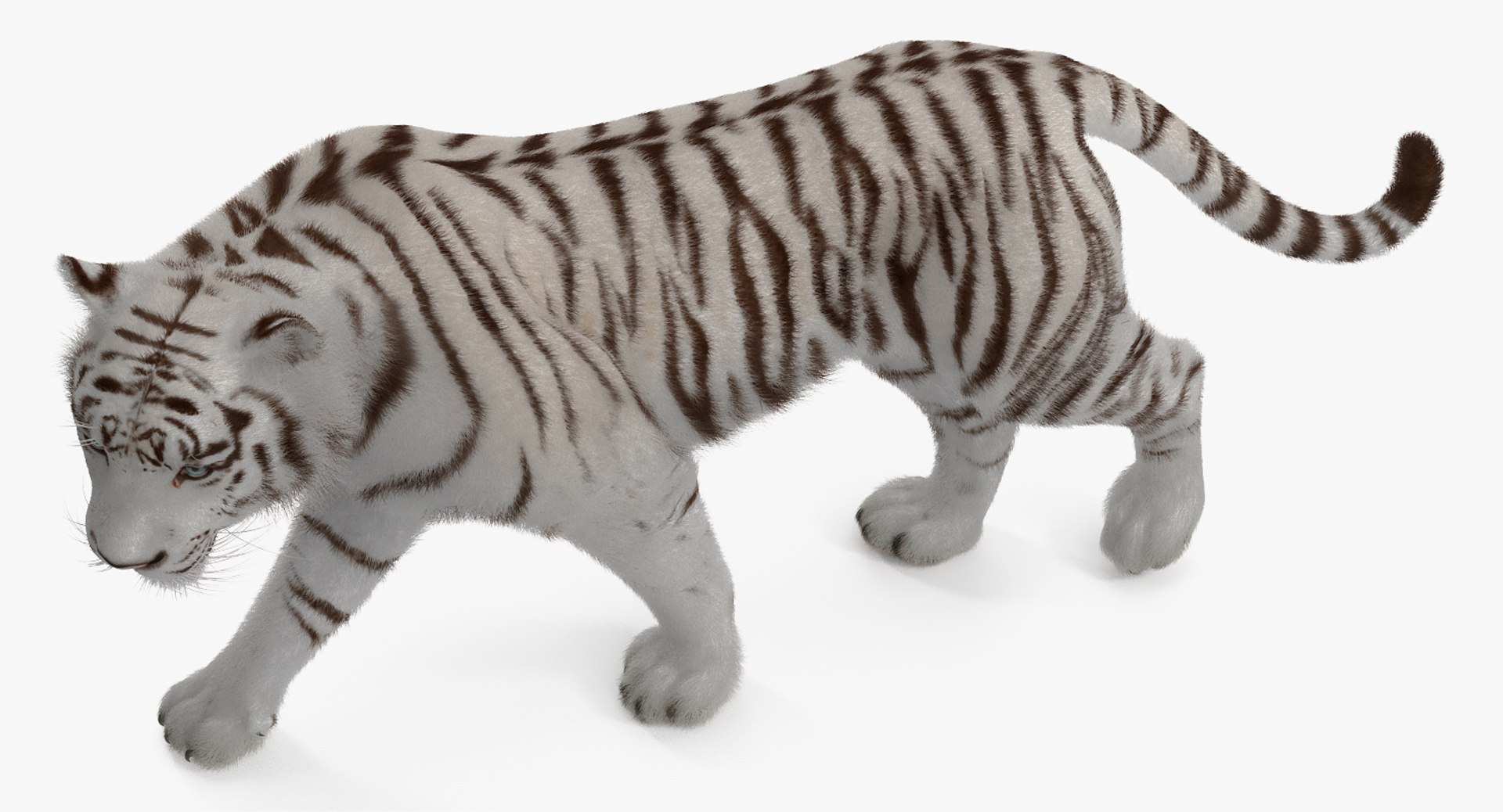 3D model white tiger rigged fur - TurboSquid 1278046