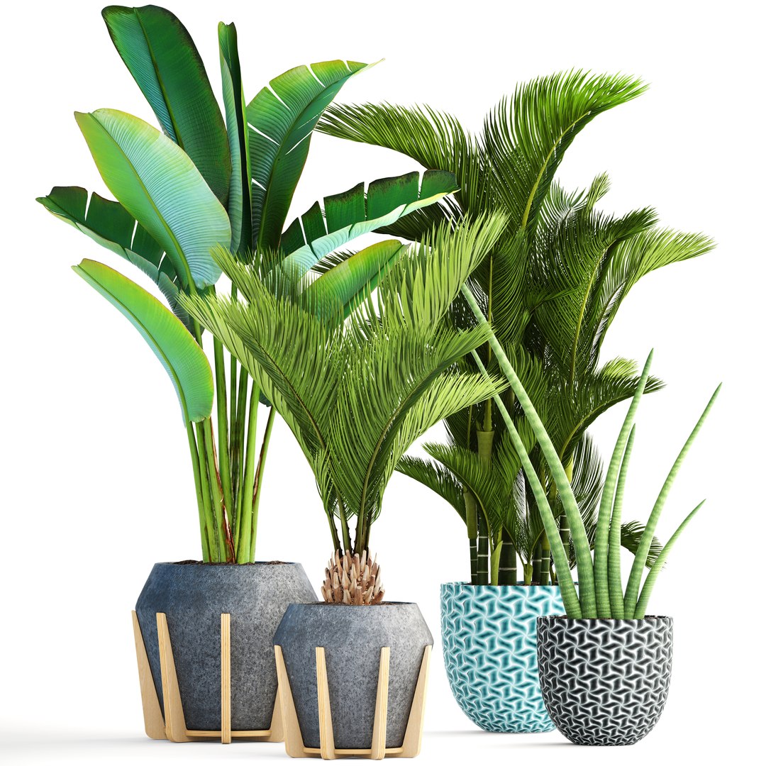 3D Model Tropical Plants - TurboSquid 1241918