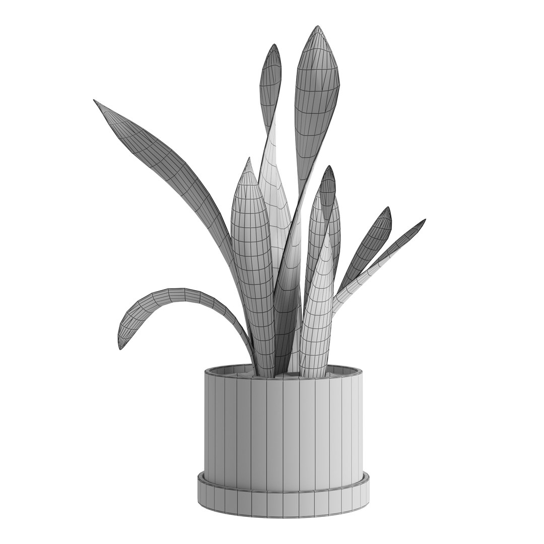 Snake Plant - Sansevieria 2 3D Model - TurboSquid 1924606