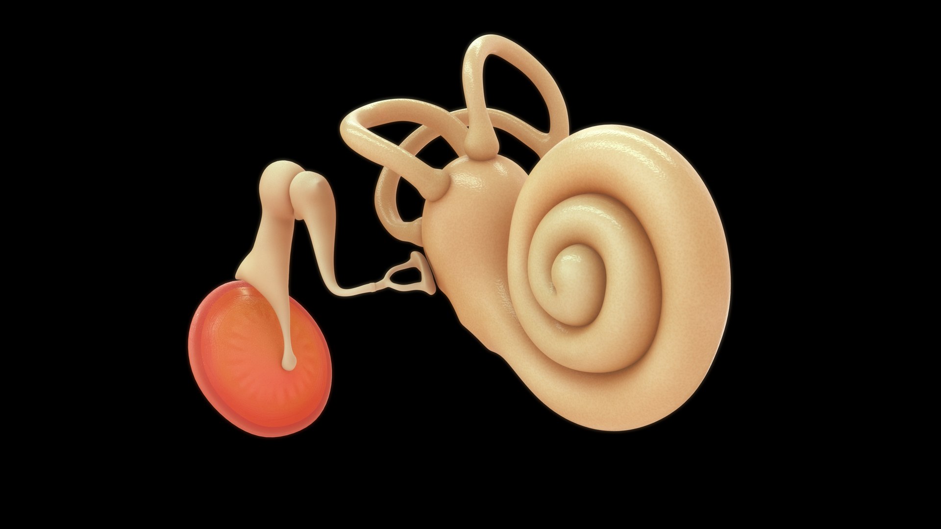 Cochlea With Ear Ossicles 3D Model - TurboSquid 2190696