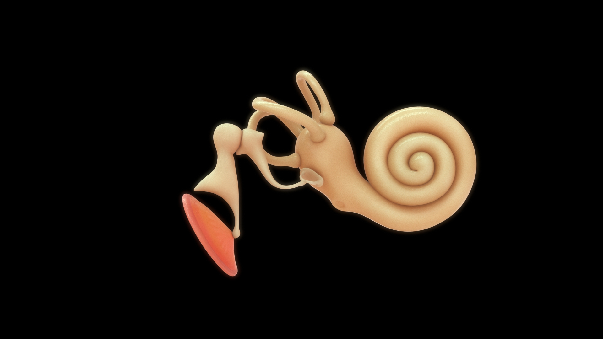 Cochlea With Ear Ossicles 3D Model - TurboSquid 2190696