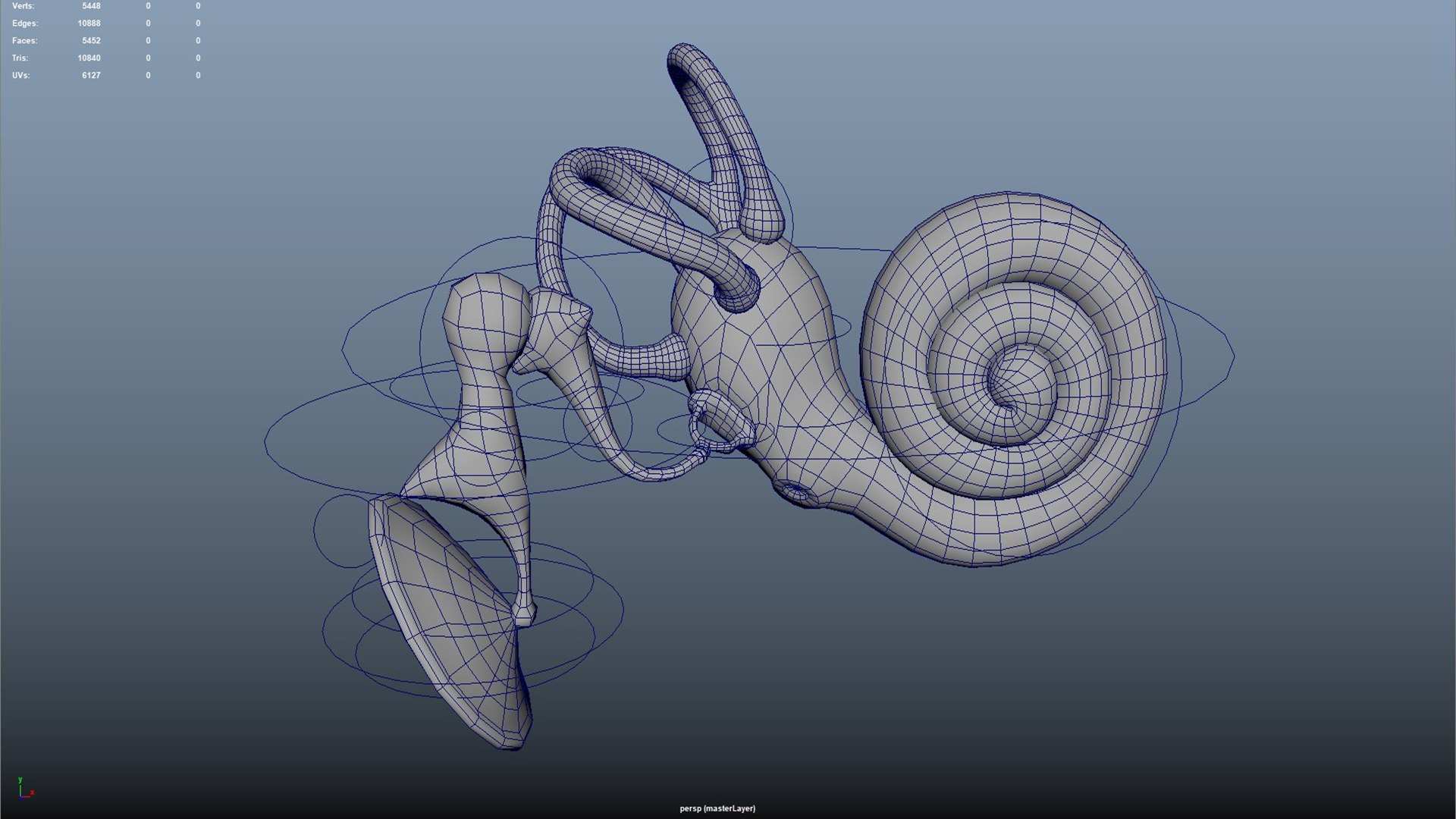 Cochlea With Ear Ossicles 3D Model - TurboSquid 2190696