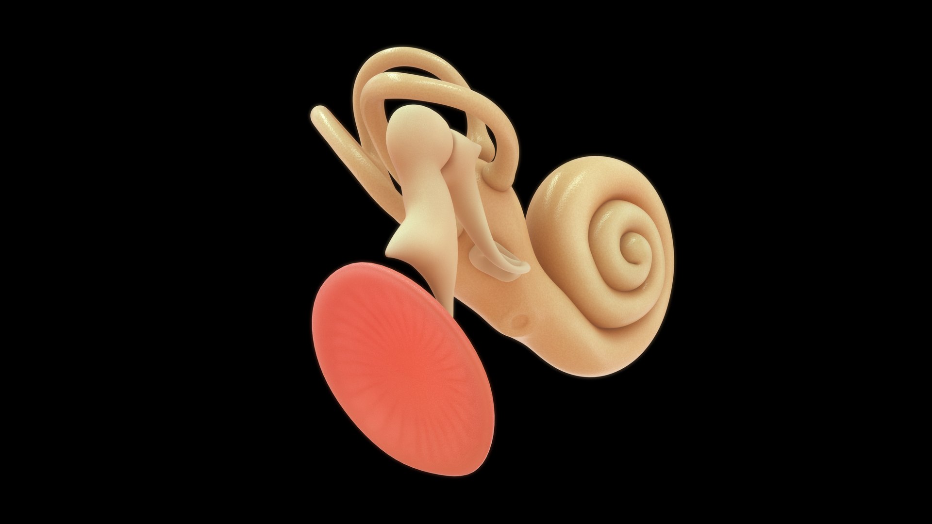 Cochlea With Ear Ossicles 3D Model - TurboSquid 2190696