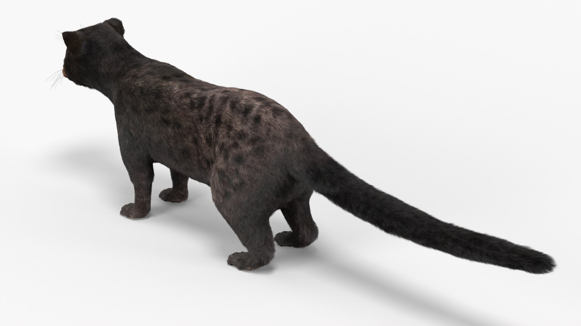 3D Asian Palm Civet Musang Dark Coat Fur For Cinema 4D - TurboSquid 2471153
