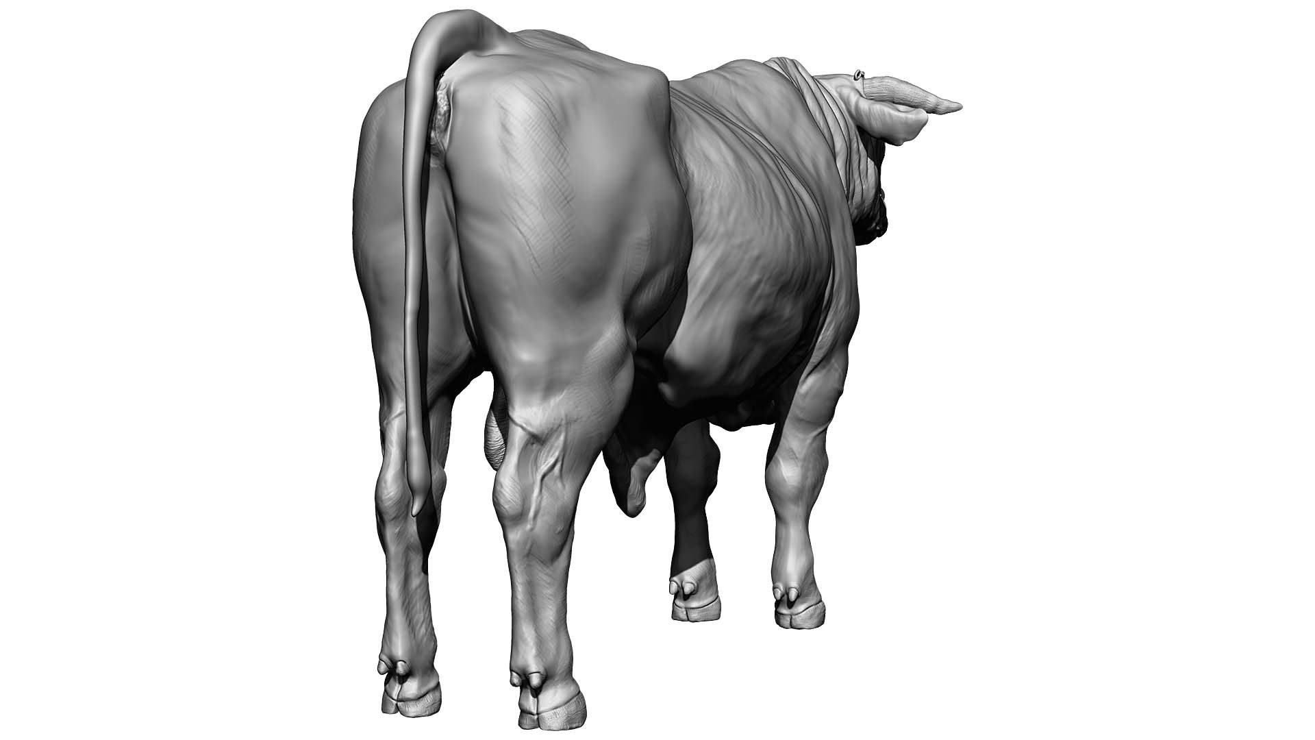 3D Bull Model - TurboSquid 1809084