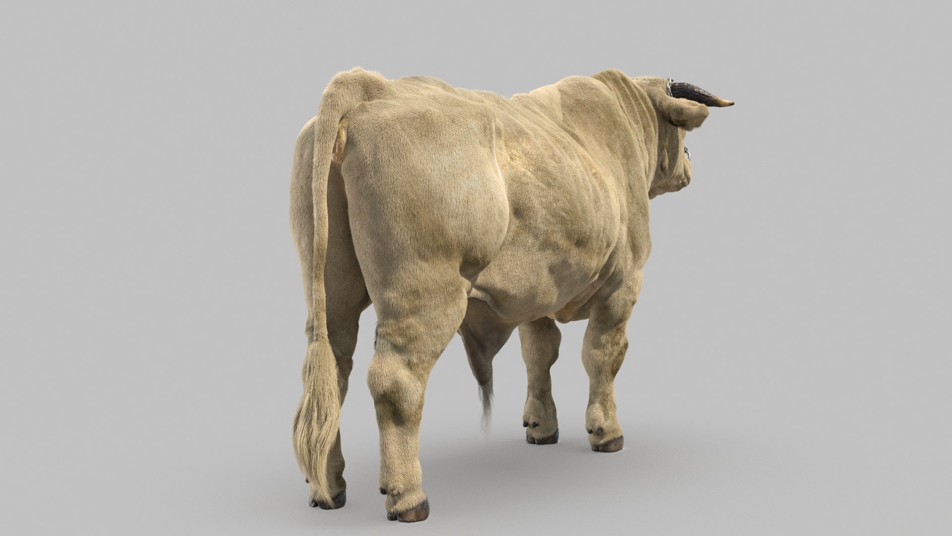 3D Bull Model - TurboSquid 1809084