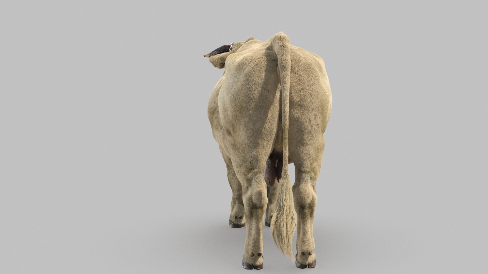 3D Bull Model - TurboSquid 1809084