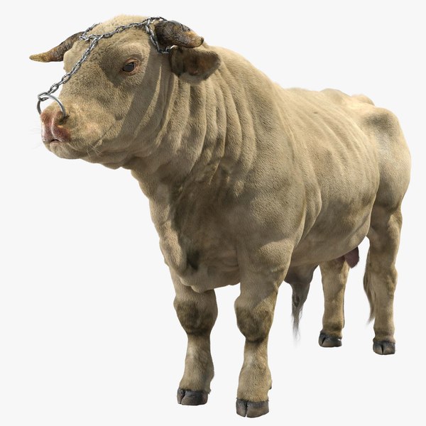 Bull 3D Models for Download | TurboSquid