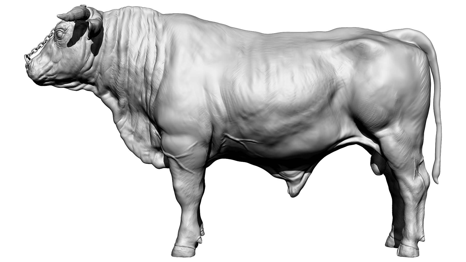 3D Bull Model - TurboSquid 1809084