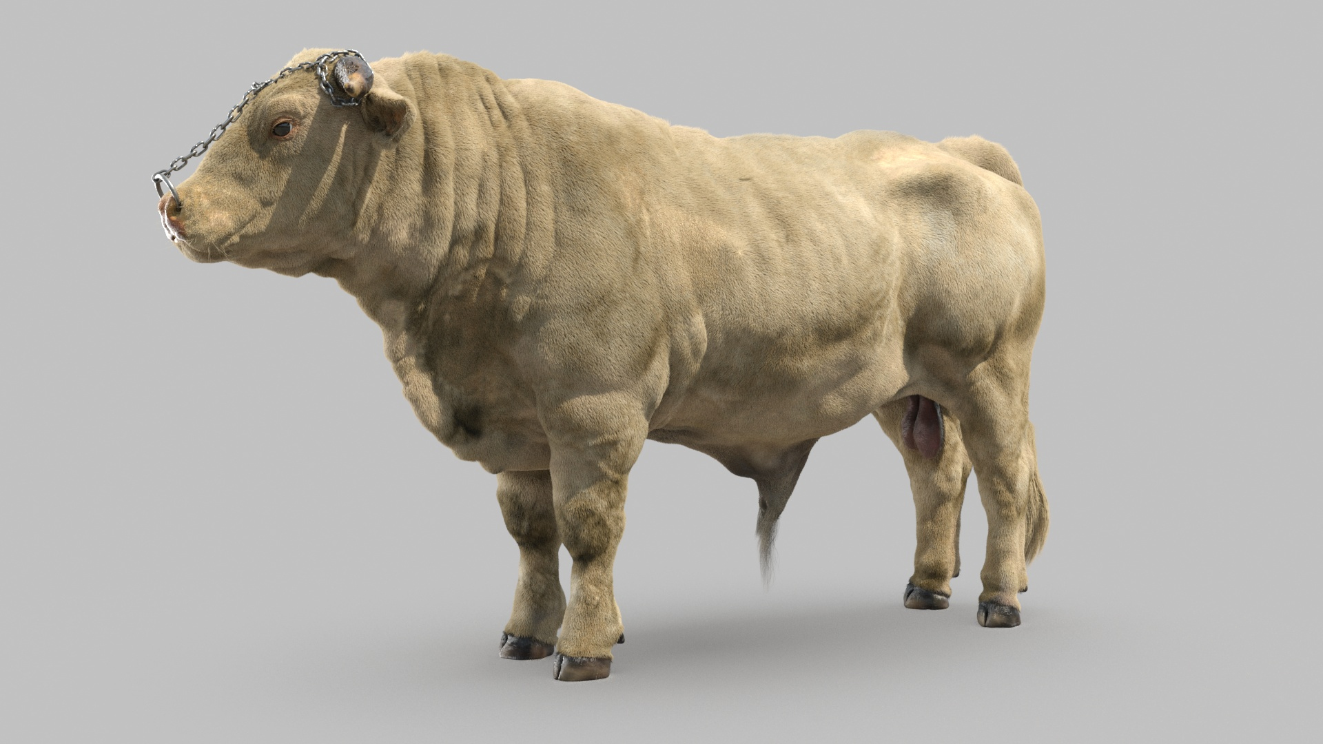 3D Bull Model - TurboSquid 1809084