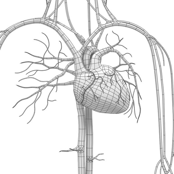 modelo 3d Anatomia del humano - TurboSquid 1024029