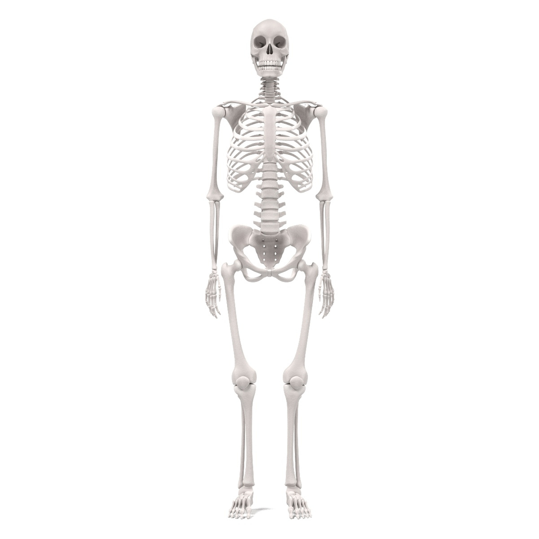 modelo 3d Anatomia del humano - TurboSquid 1024029
