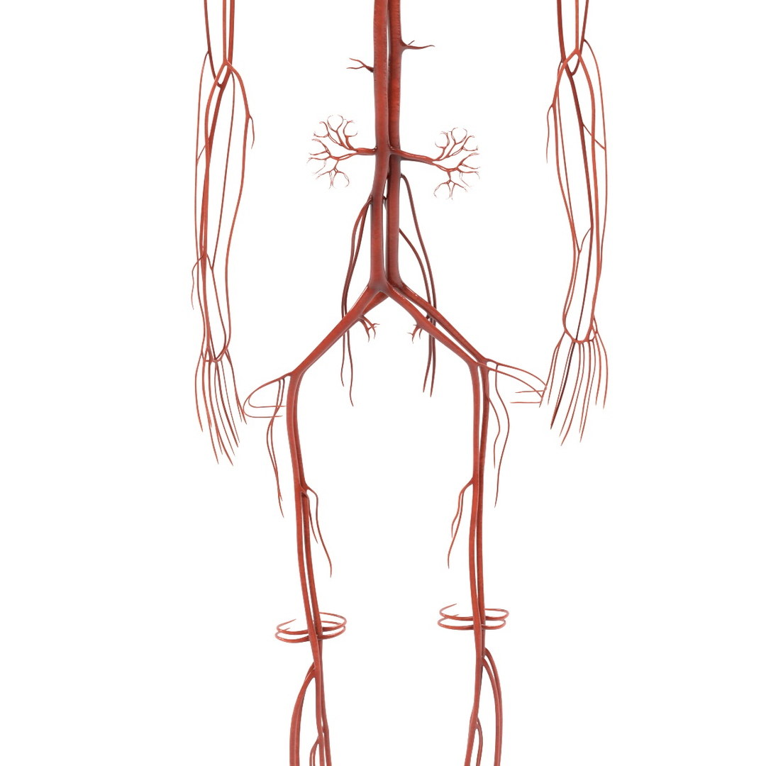3d anatomy human model