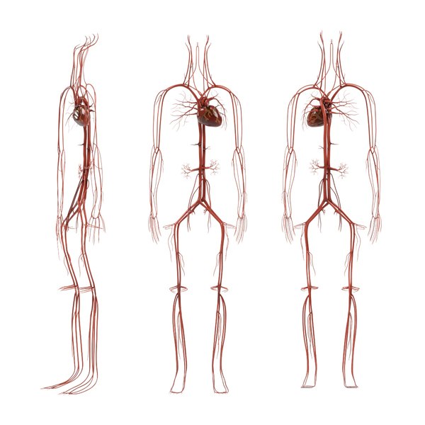 modelo 3d Anatomia del humano - TurboSquid 1024029