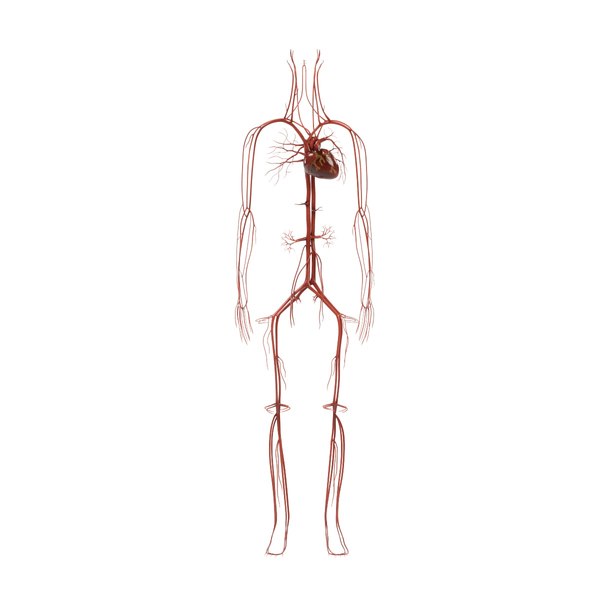 3d anatomy human model