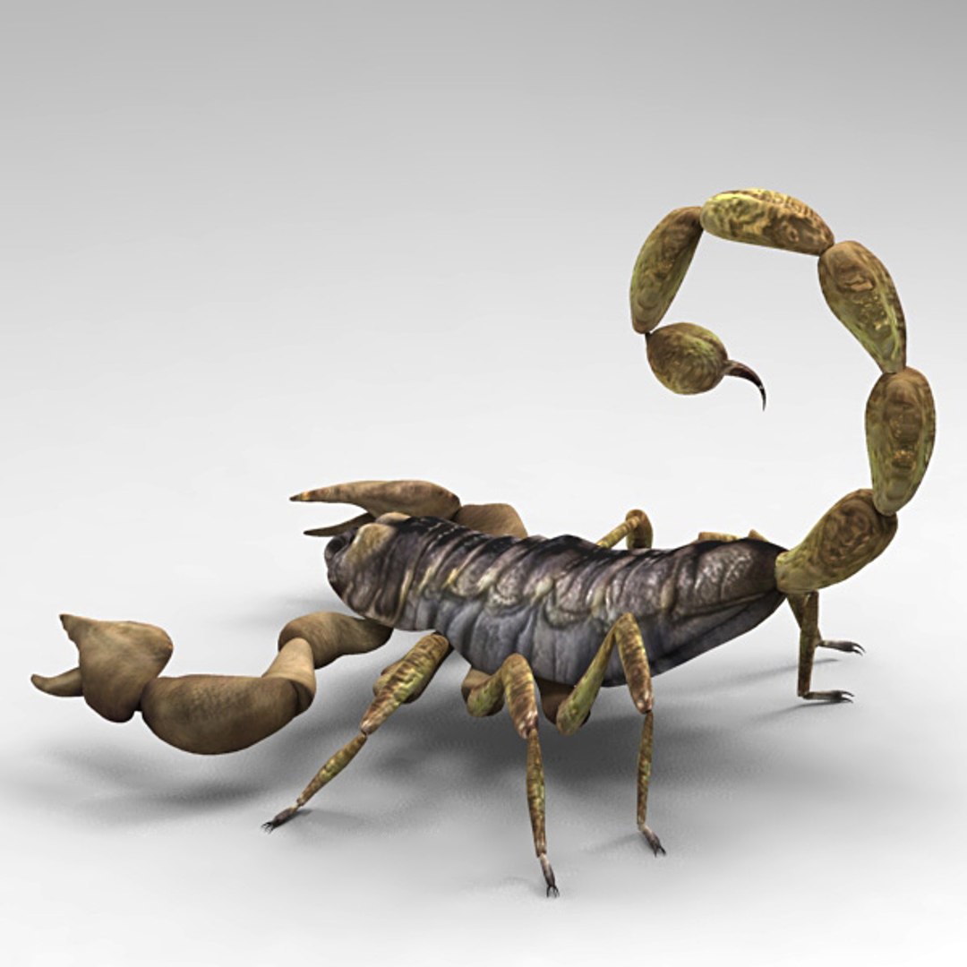 3d Model Of Scorpion Scorp Scorpio