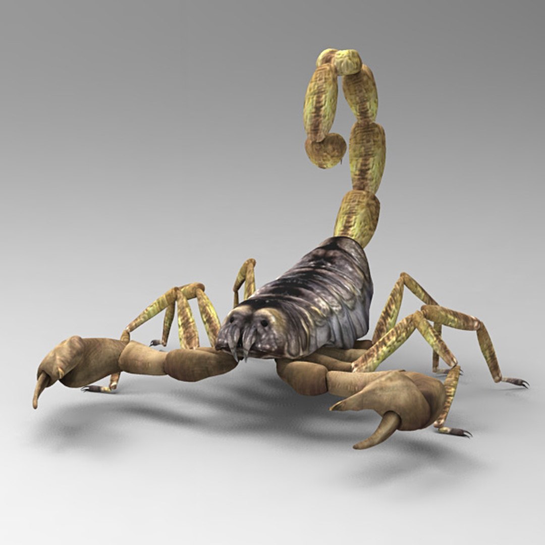 3d Model Of Scorpion Scorp Scorpio