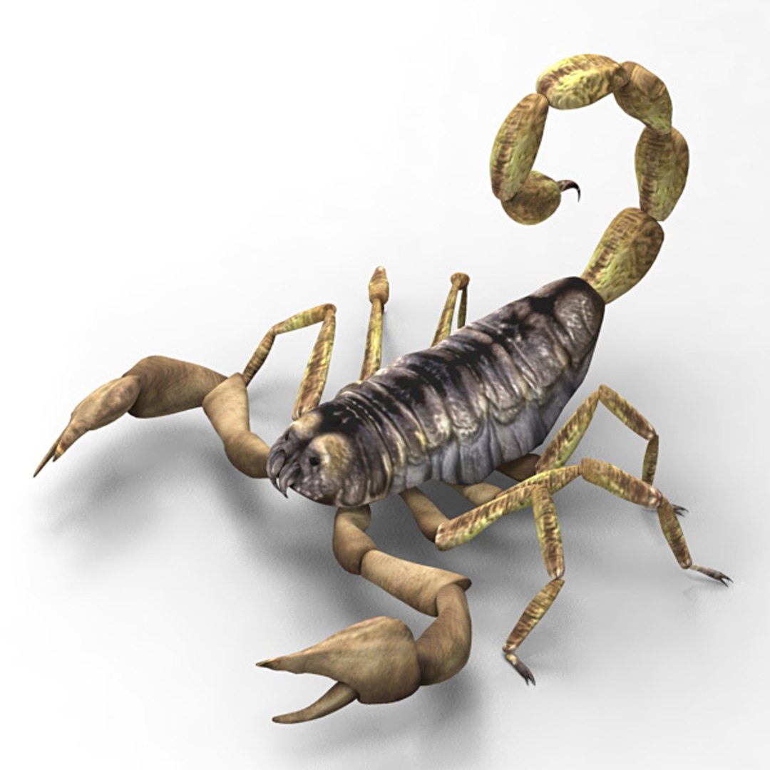 3d Model Of Scorpion Scorp Scorpio