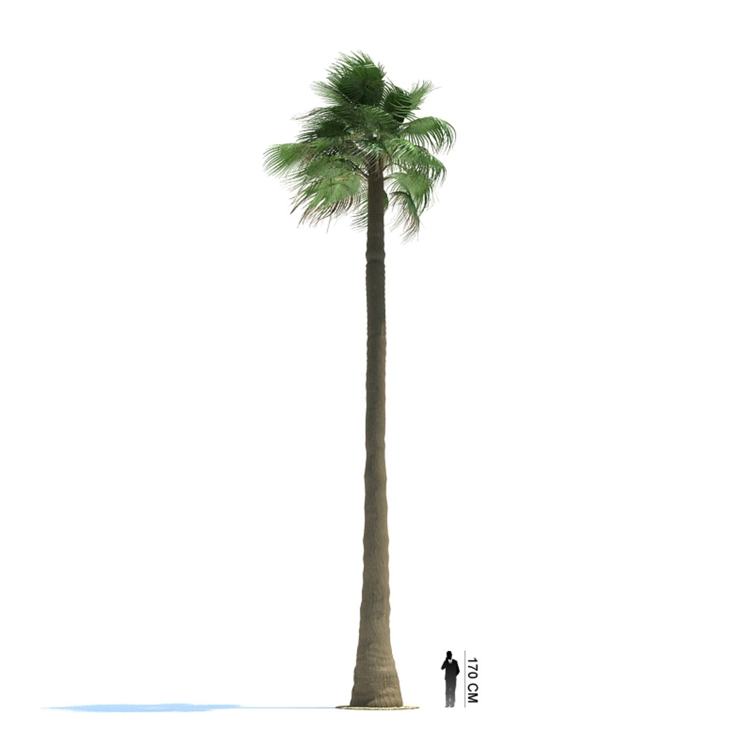 Exotic Tree Washingtonia Filifera 3ds