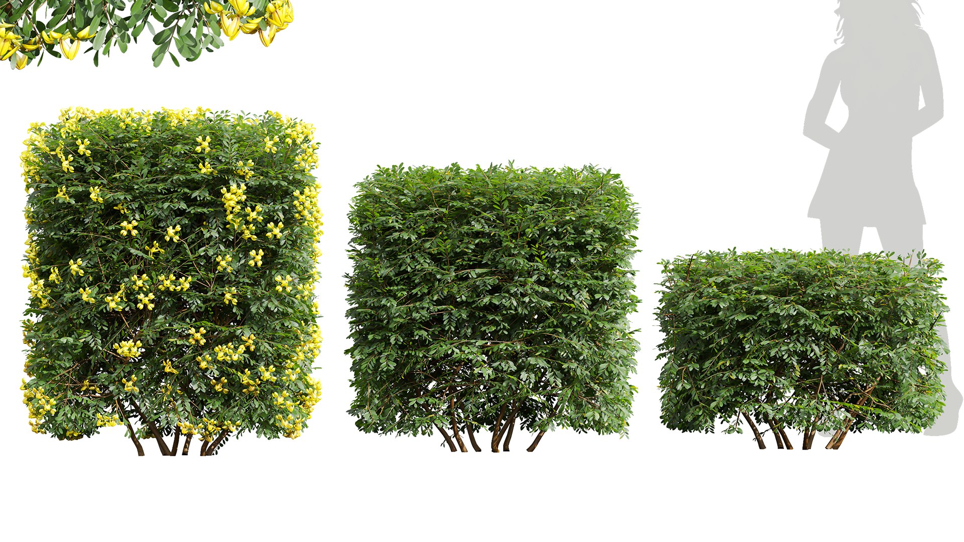 3D 6 Different SETS Of Bush Set Vol 21 Model - TurboSquid 2185823