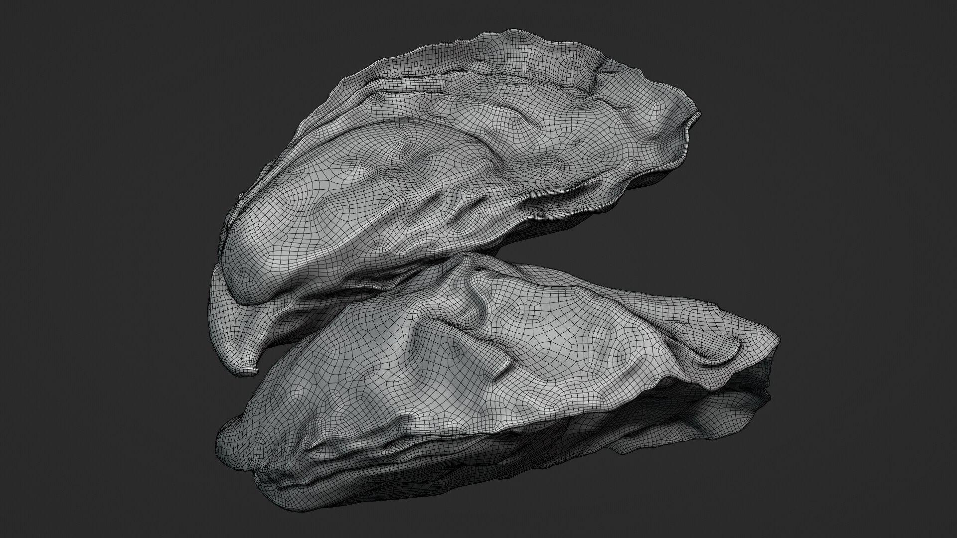 Oyster Shells 01 3D Model - TurboSquid 2407149