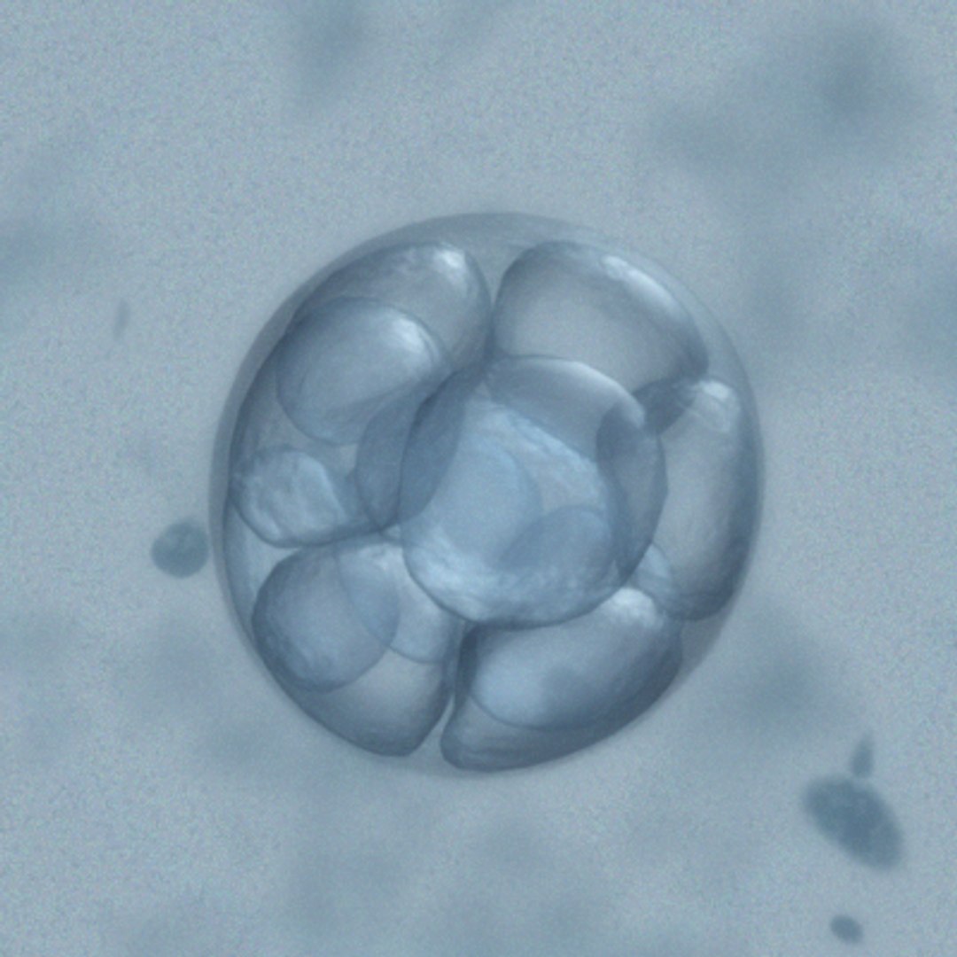 3d Embryo Microscope Vision Model