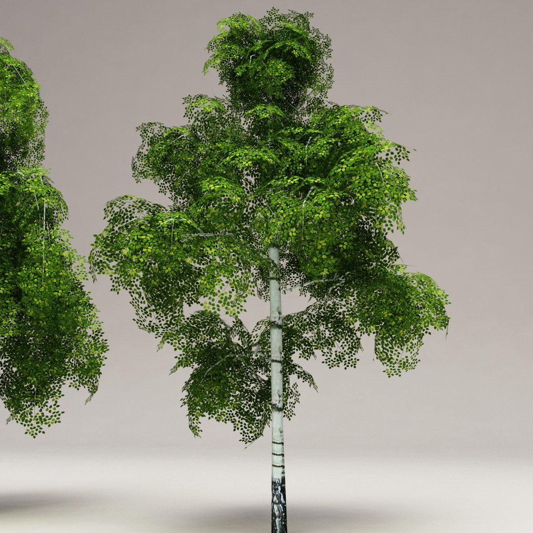 3d Model Low-poly Birch Trees