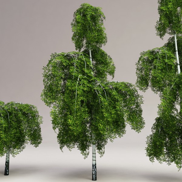 modelo 3d Colección Low-Poly Birch Trees - TurboSquid 556888