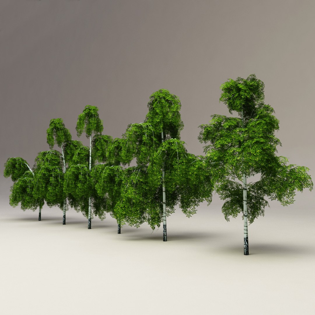 3d Model Low-poly Birch Trees