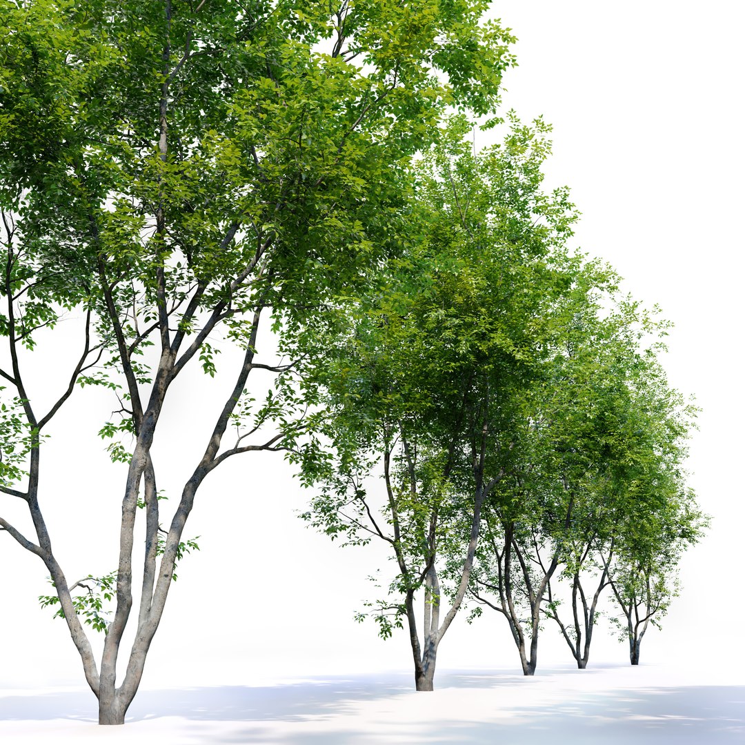 3D American Beech 3 Model - TurboSquid 1949443