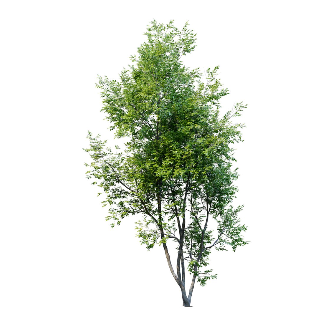 3D American Beech 3 Model - TurboSquid 1949443