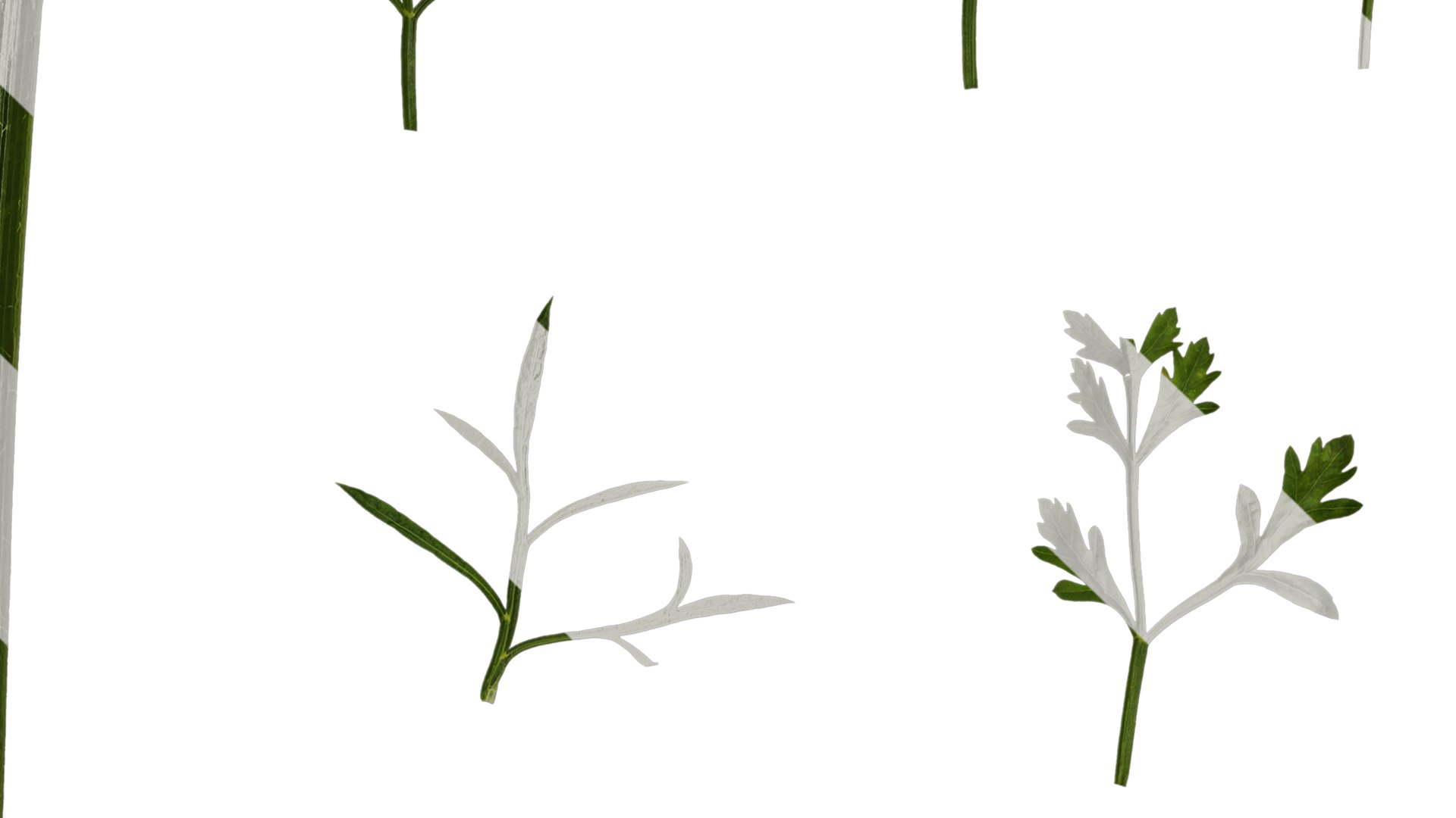 Anydrafts Ammi Black Knight Leaf 01 Textures 3D - TurboSquid 2352172