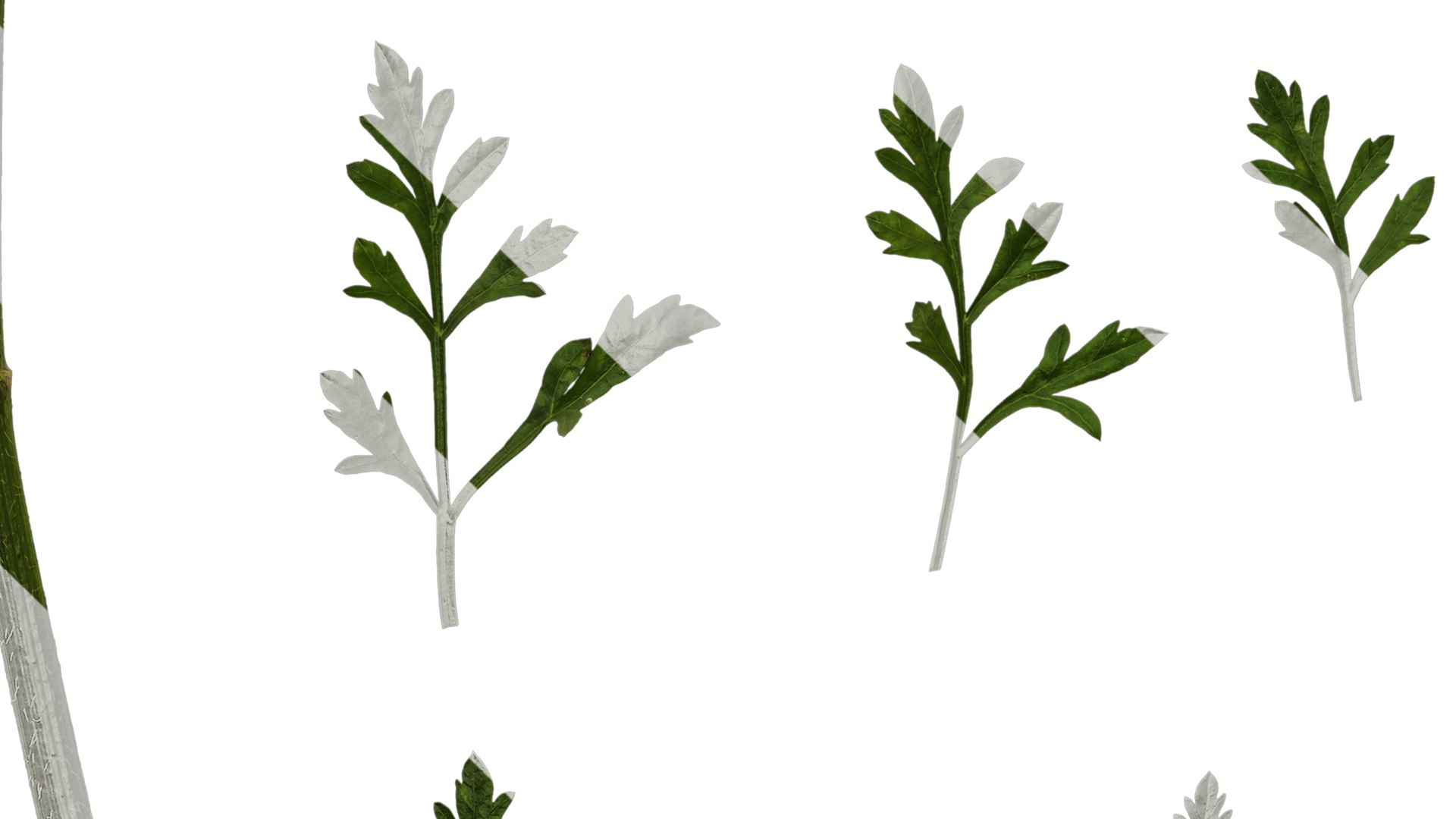 Anydrafts Ammi Black Knight Leaf 01 Textures 3D - TurboSquid 2352172