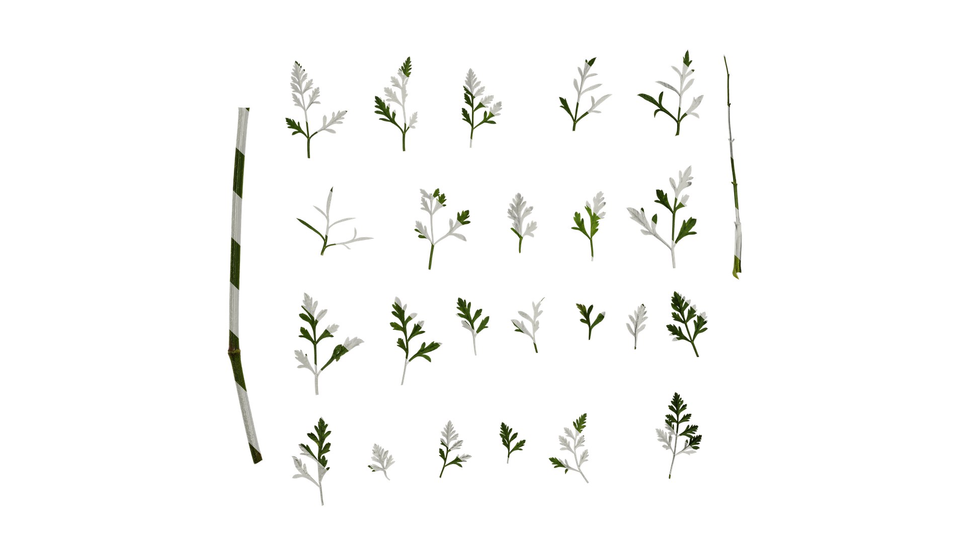 Anydrafts Ammi Black Knight Leaf 01 Textures 3D - TurboSquid 2352172