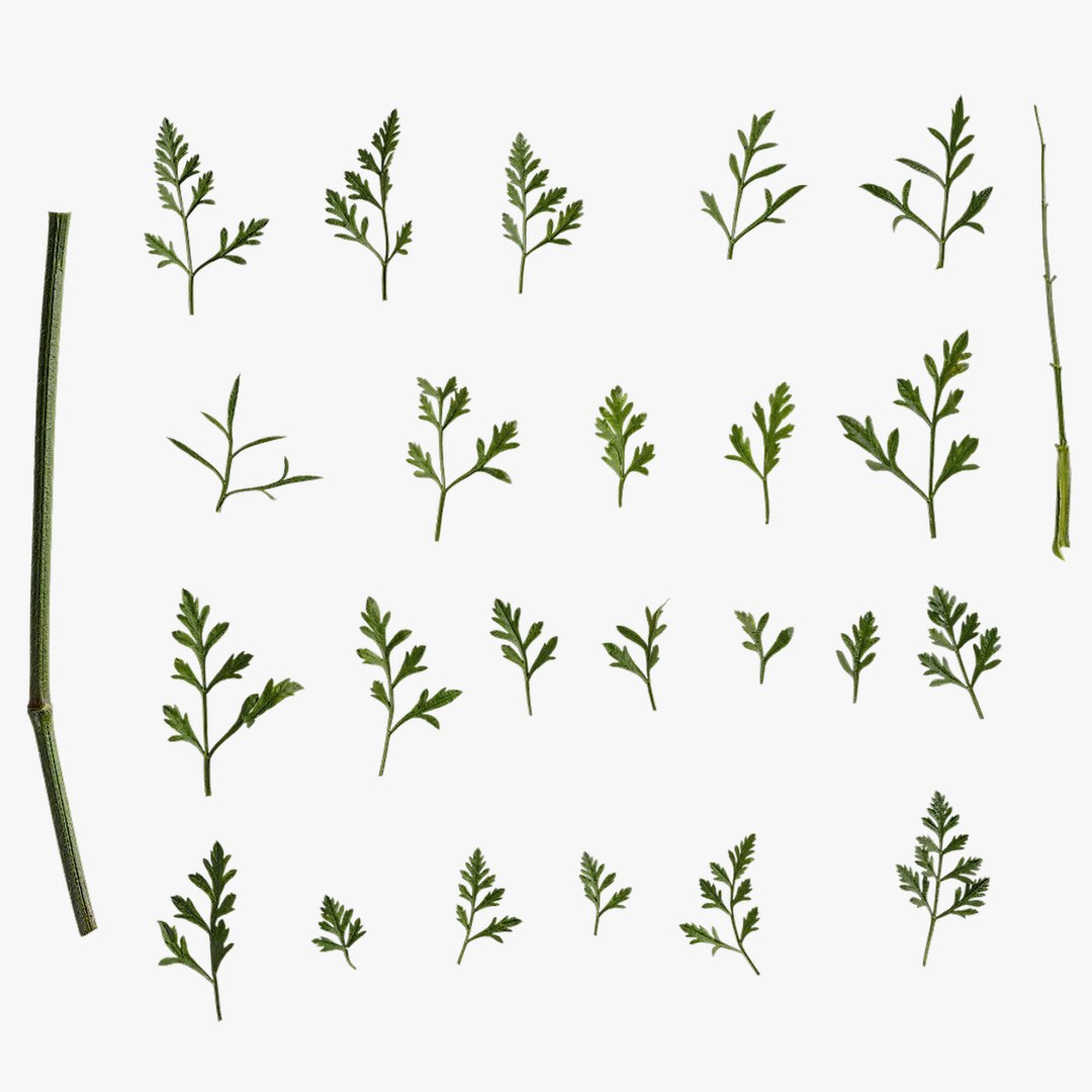 Anydrafts Ammi Black Knight Leaf 01 Textures 3D - TurboSquid 2352172