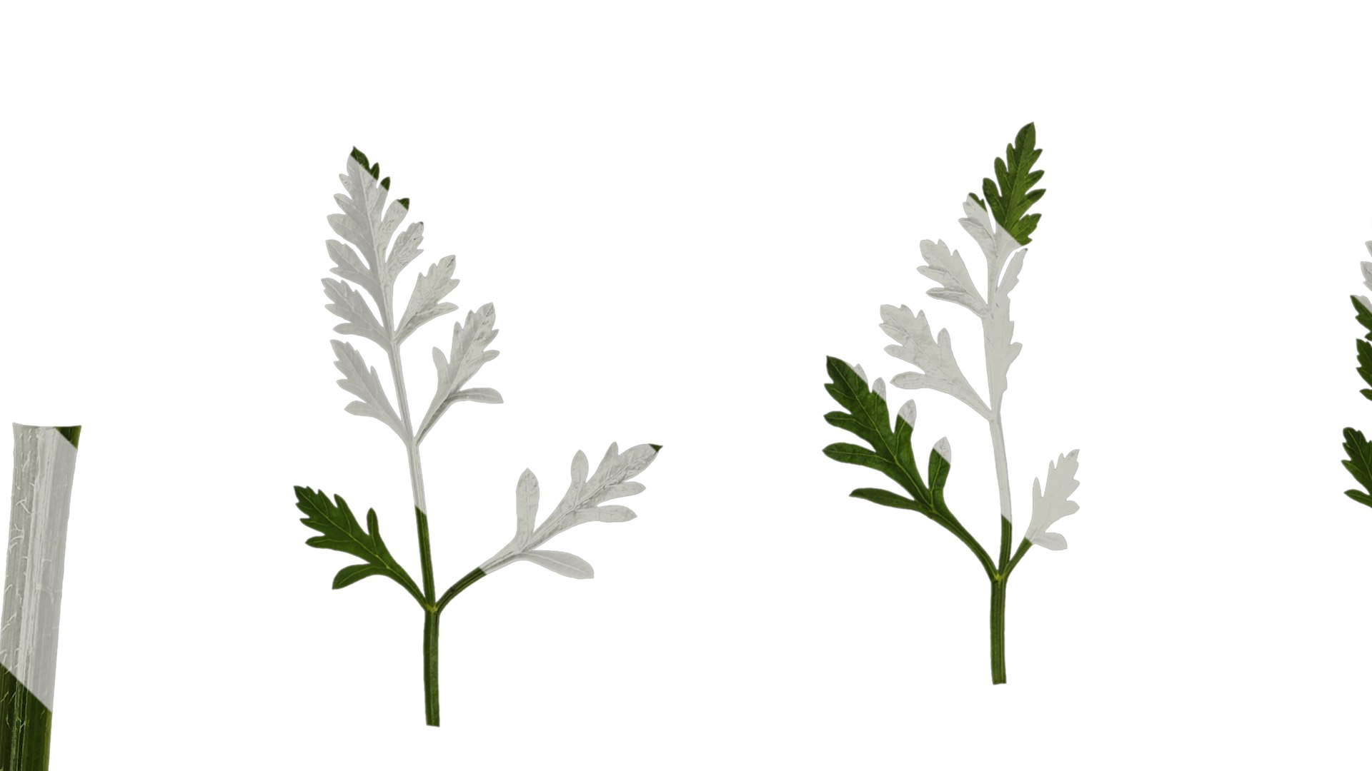 Anydrafts Ammi Black Knight Leaf 01 Textures 3D - TurboSquid 2352172