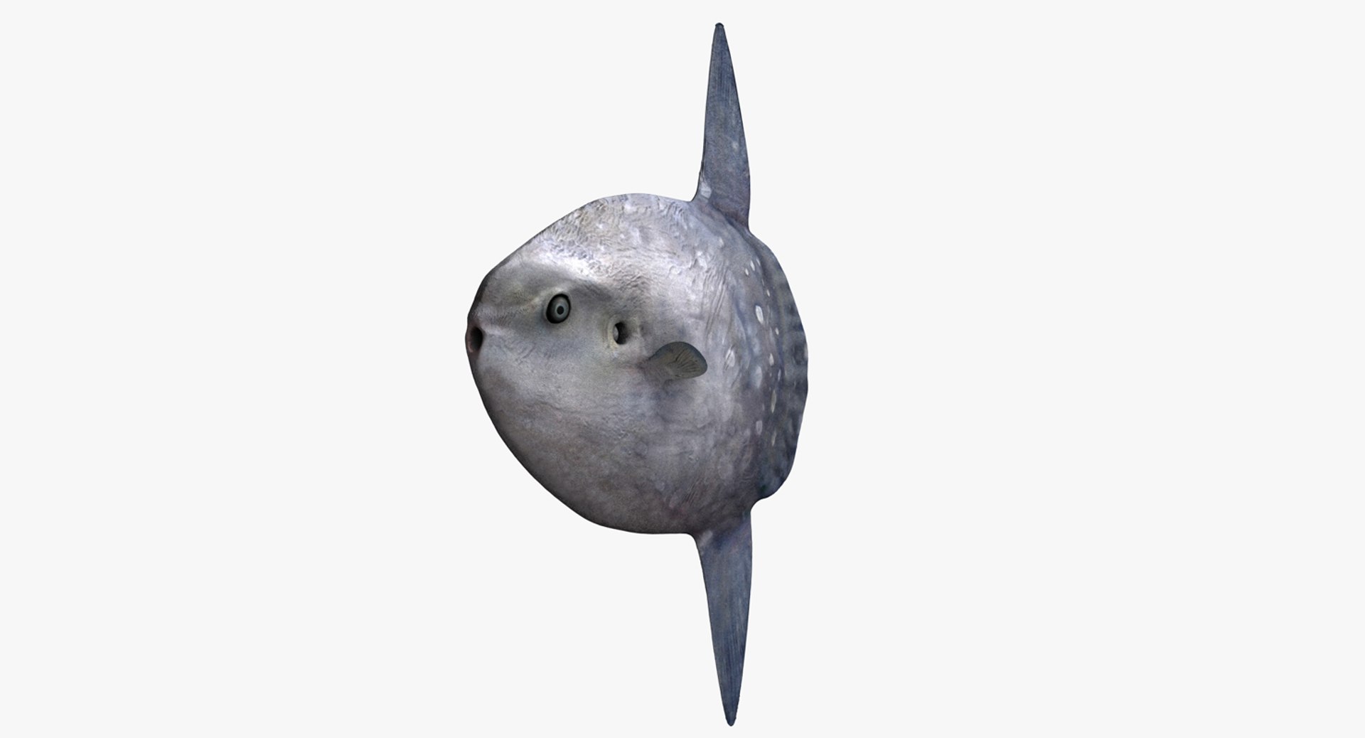 3D Ocean Sunfish Mola - TurboSquid 1199699
