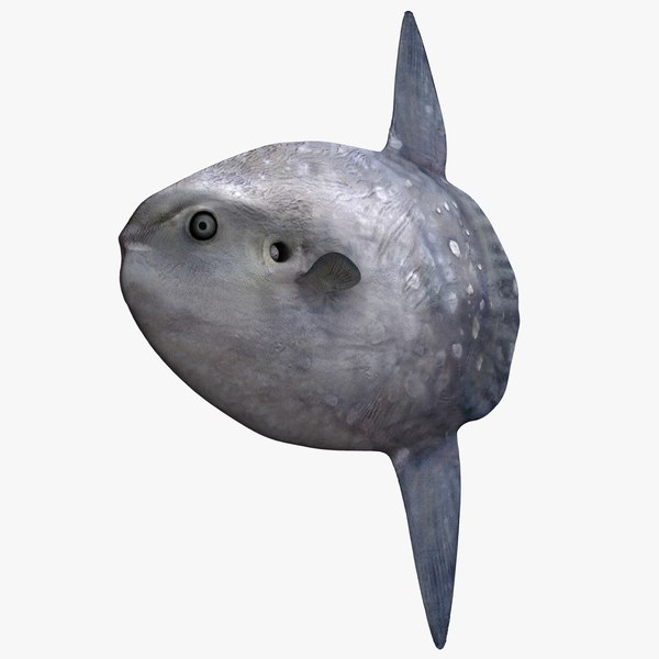 3D enormous ocean sunfish model - TurboSquid 1231945