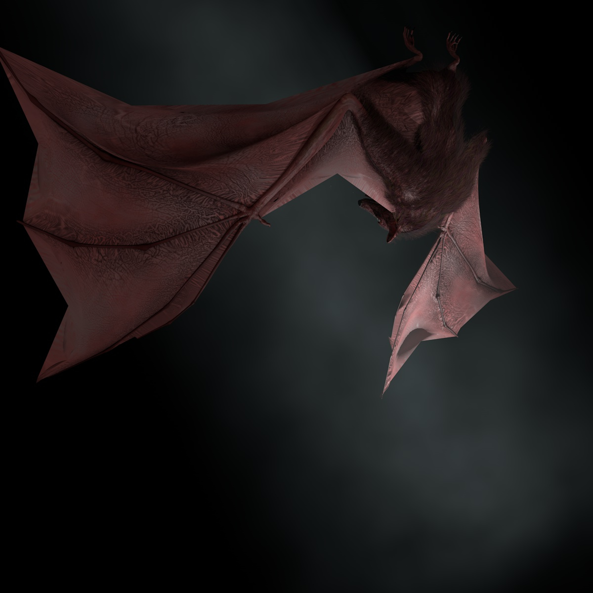flying fox 3d model