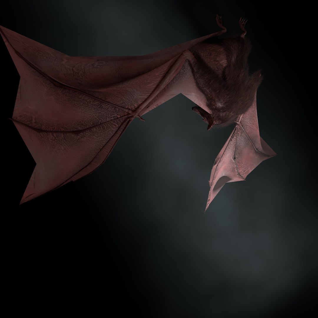 Flying Fox 3d Model